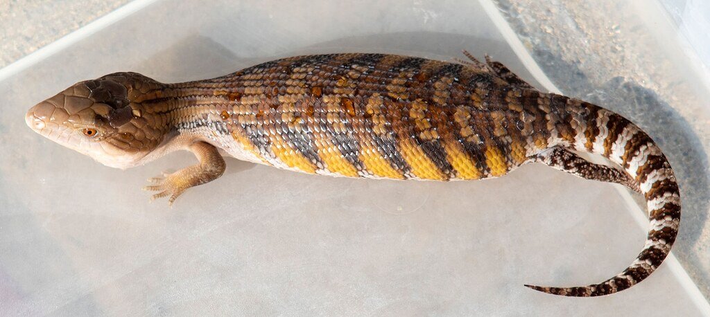 It Finally Happened - Skinks - MorphMarket Reptile Community