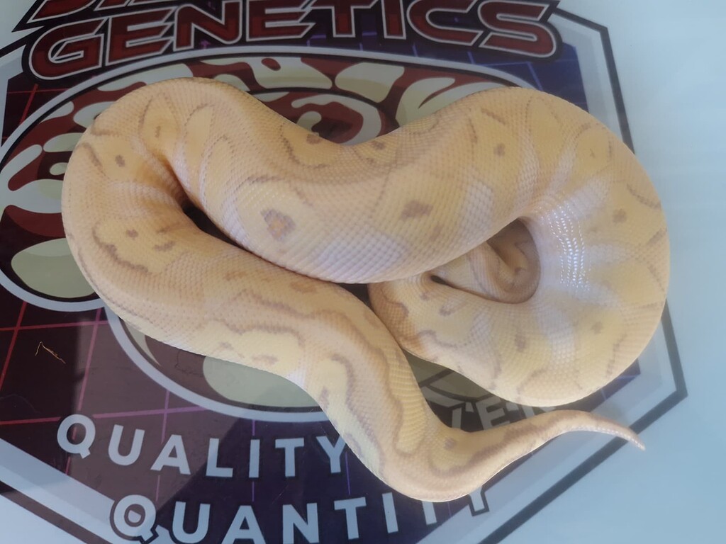 Best hatchling of 2023 - Ball Pythons - MorphMarket Reptile Community