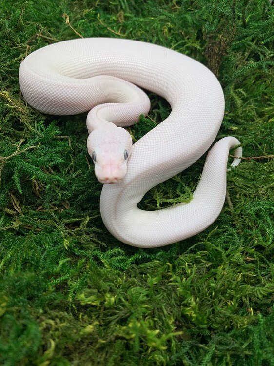 BEL HGW combo - Ball Pythons - MorphMarket Reptile Community