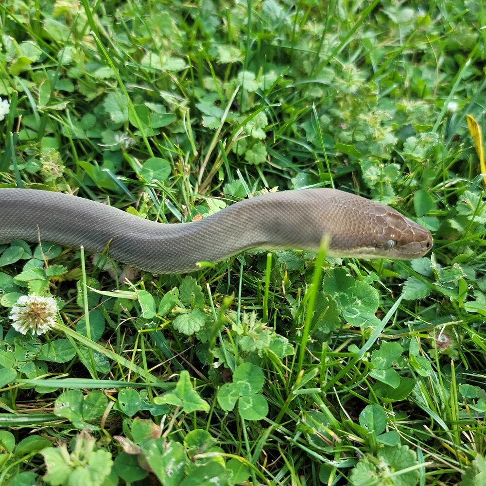 Olive python - Other Pythons - MorphMarket Reptile Community
