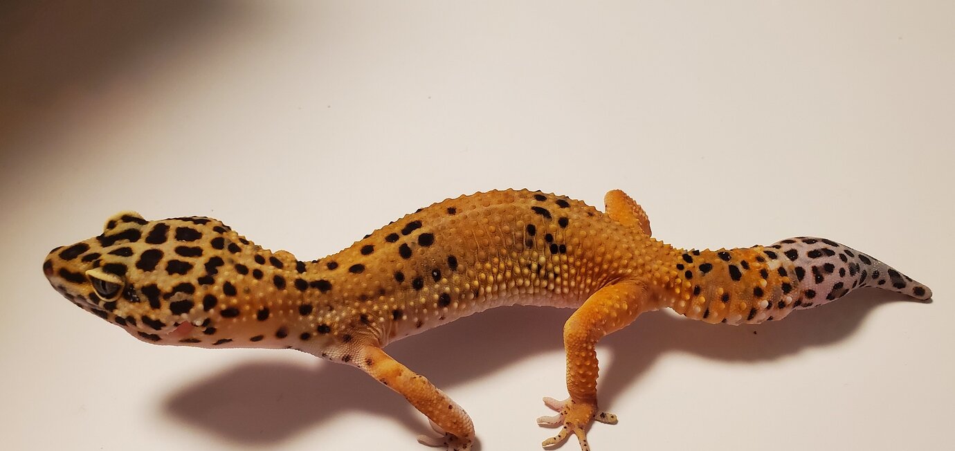 Leo Morph identification help - Leopard Geckos - MorphMarket Reptile ...