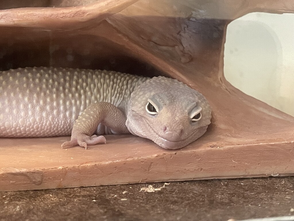 Snake eyes? The picture is kinda bad - Leopard Geckos - MorphMarket ...