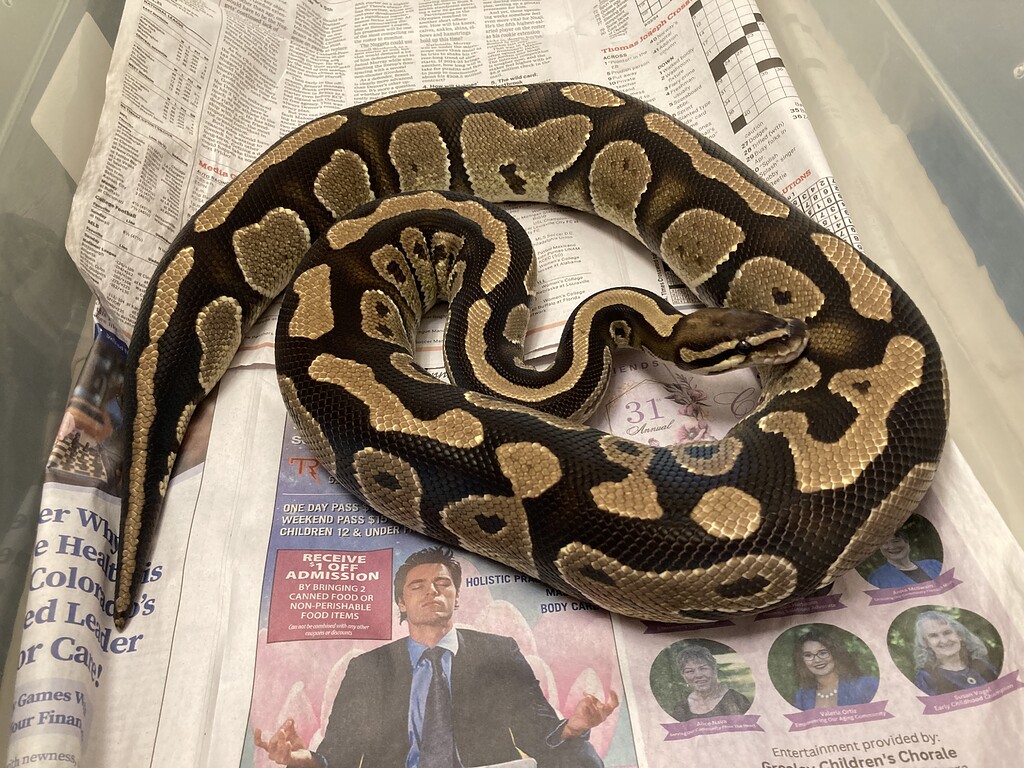 Mahogany or some other known gene? - Ball Pythons - MorphMarket Reptile ...
