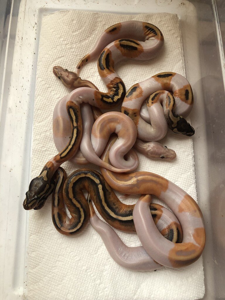 How to identify Orange Dream in Pied? - Ball Pythons - MorphMarket ...