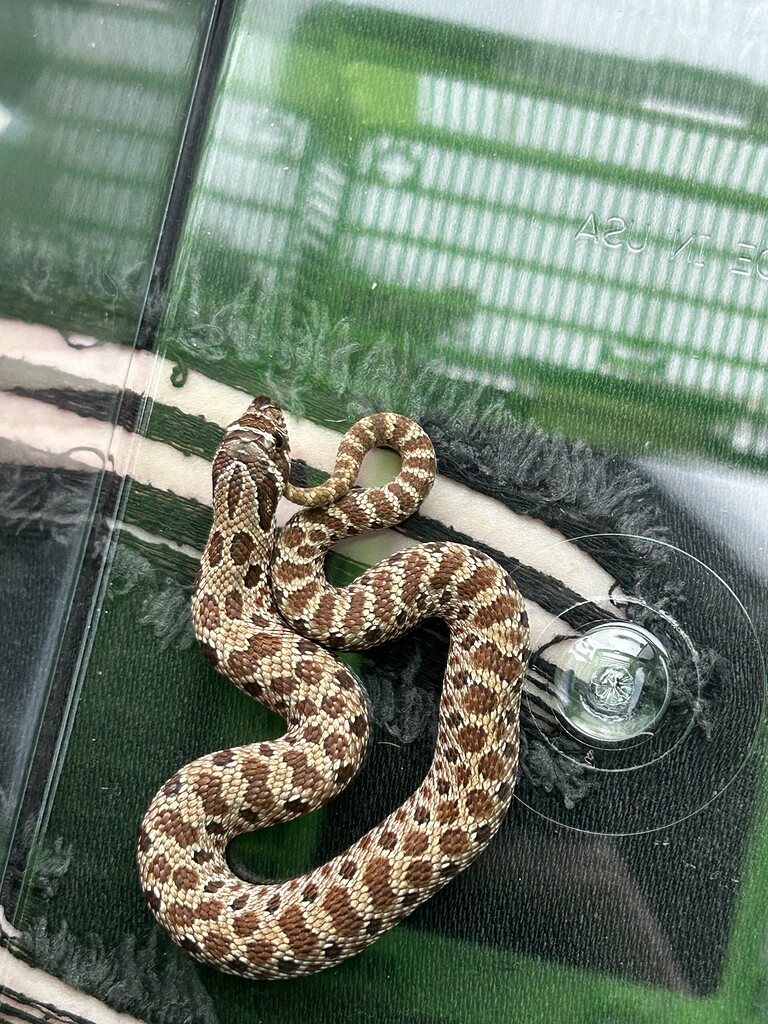 First Hoggie! Morph ID? - Hognose Snakes - MorphMarket Reptile Community
