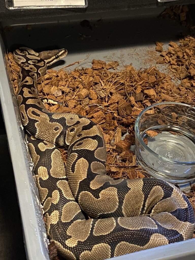Microscale or Scaleless Head Moph ID - Ball Pythons - MorphMarket ...