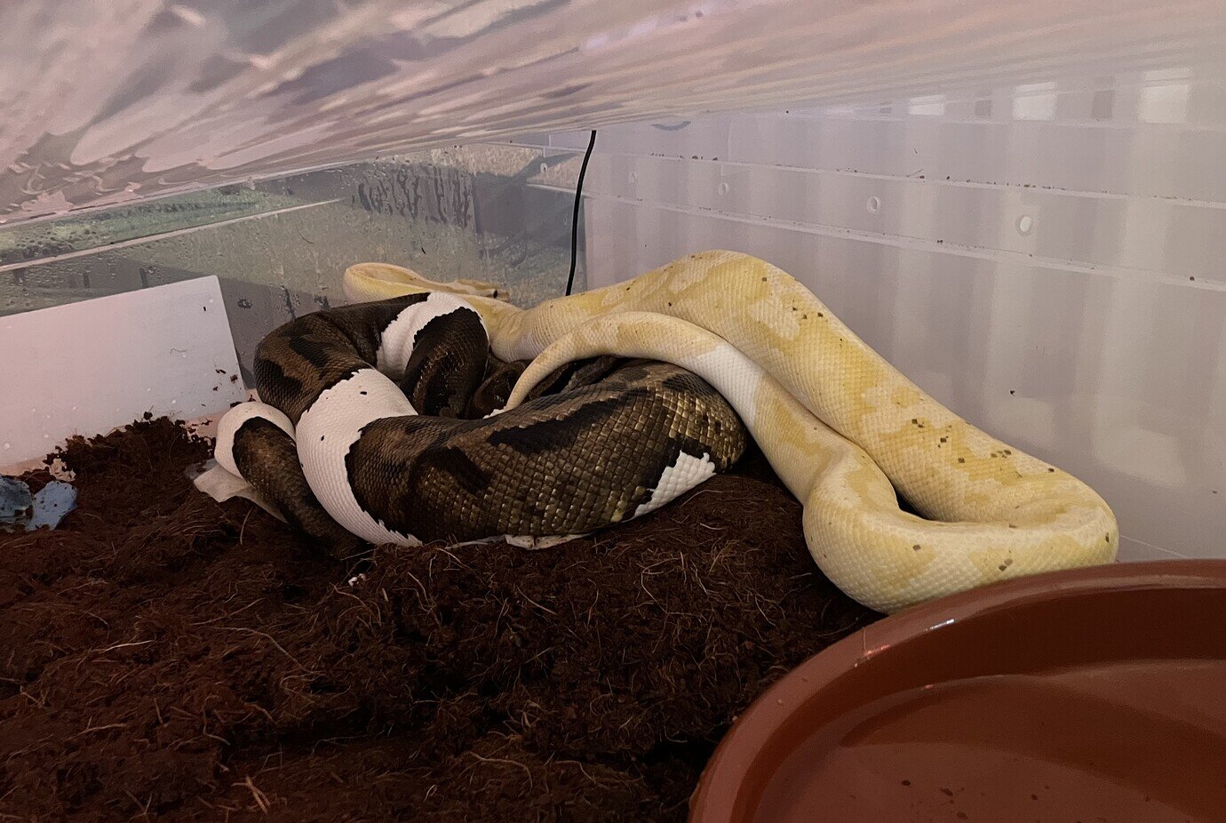 First ever pairing! - Ball Pythons - MorphMarket Reptile Community