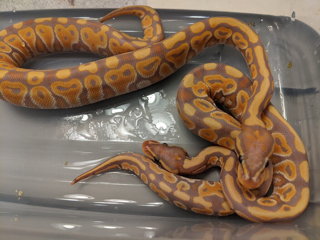 CG OG ID help. Is there fire? - Ball Pythons - MorphMarket Reptile ...