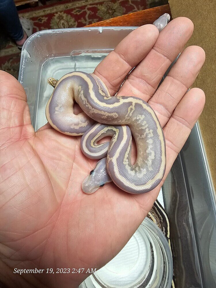 Shocked to have hatched truly purple snakes! - Ball Pythons ...