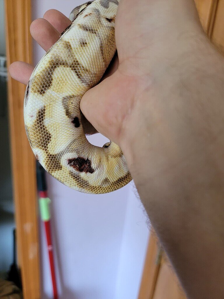 GRAPHIC WARNING! PSA for bulb protection - Page 2 - Ball Pythons ...