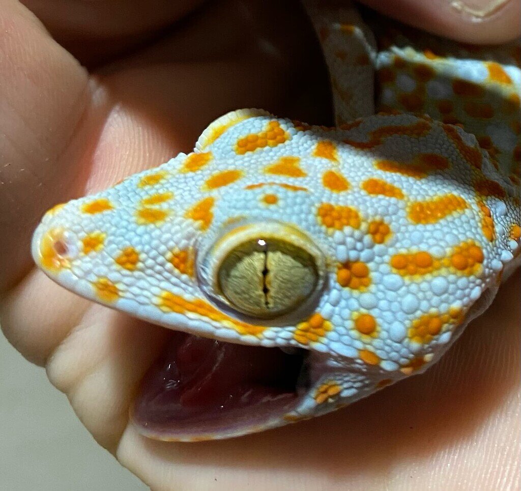 Cool Blue Tokay - Other Geckos - MorphMarket Reptile Community