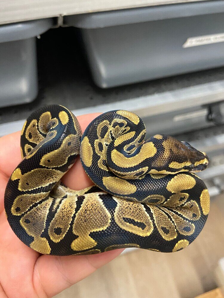 Hurricane gene Identification Help - Ball Pythons - MorphMarket Reptile ...