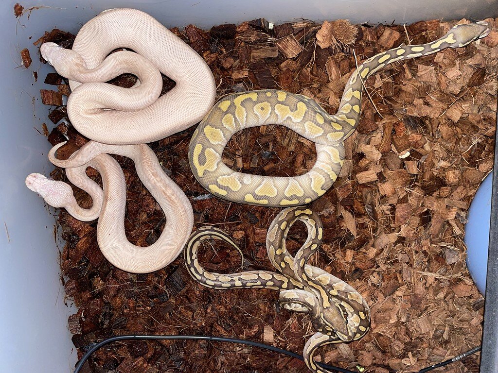 Ball python (lesser female and blue eyed Lucy male) - Ball Pythons ...