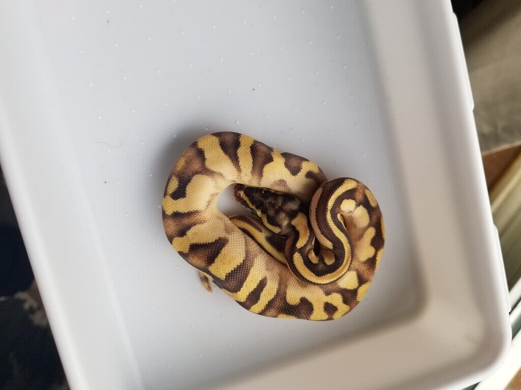Identification request - Ball Pythons - MorphMarket Reptile Community