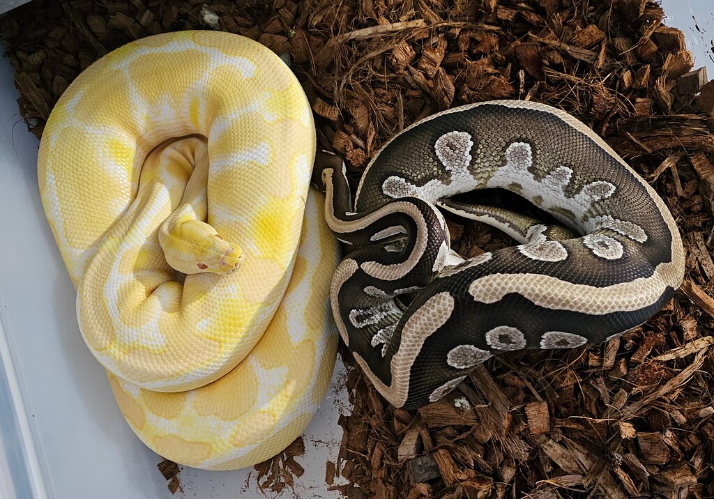 Late blooming males? - Ball Pythons - MorphMarket Reptile Community