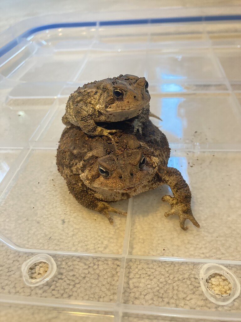 Toad tank mates - Other Amphibians - MorphMarket Reptile Community