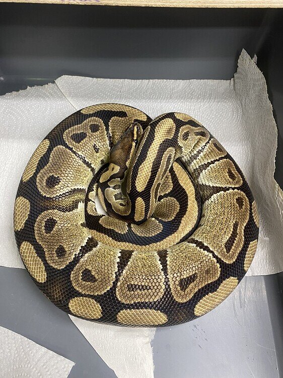 Normal & What is this? - Ball Pythons - MorphMarket Reptile Community