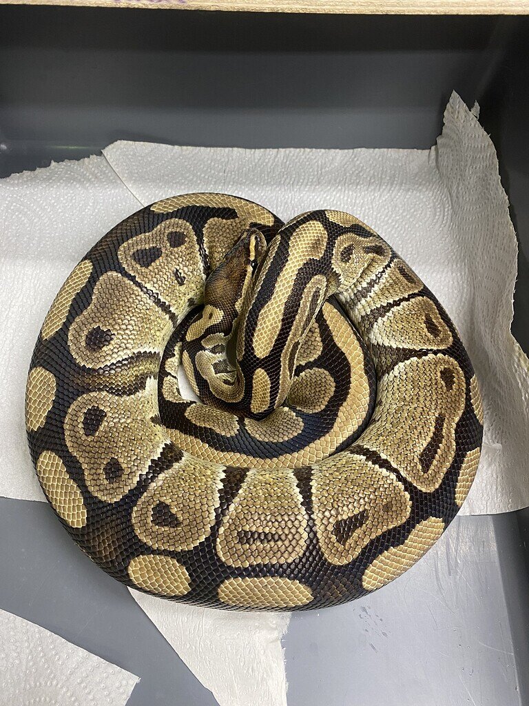 Normal & What is this? - Ball Pythons - MorphMarket Reptile Community