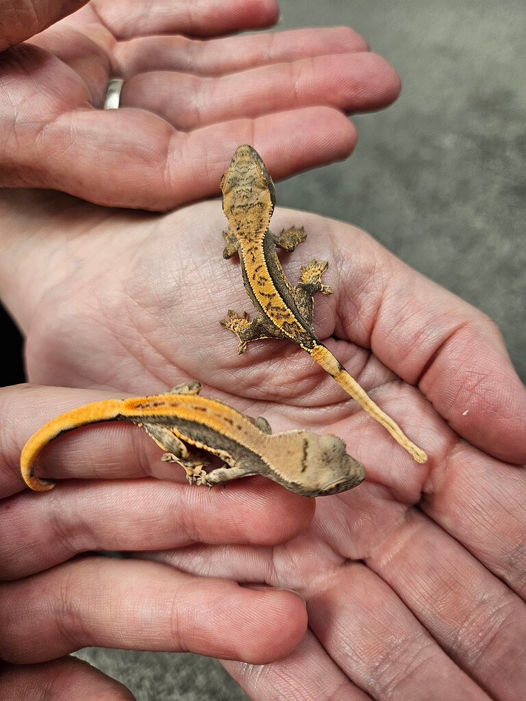 Morph ID Crested Gecko - Crested Geckos - MorphMarket Reptile Community