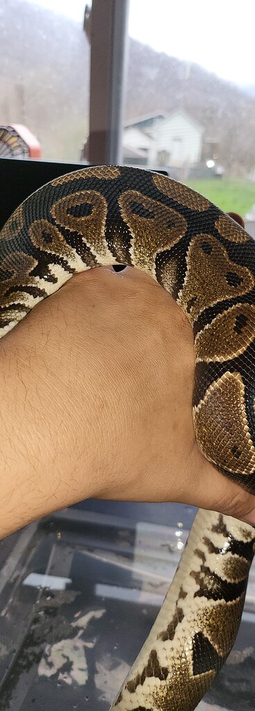 Help With Identifying Morph - Ball Pythons - MorphMarket Reptile Community