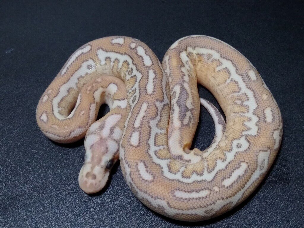 Another hydra clown post, more firsts - Ball Pythons - MorphMarket ...