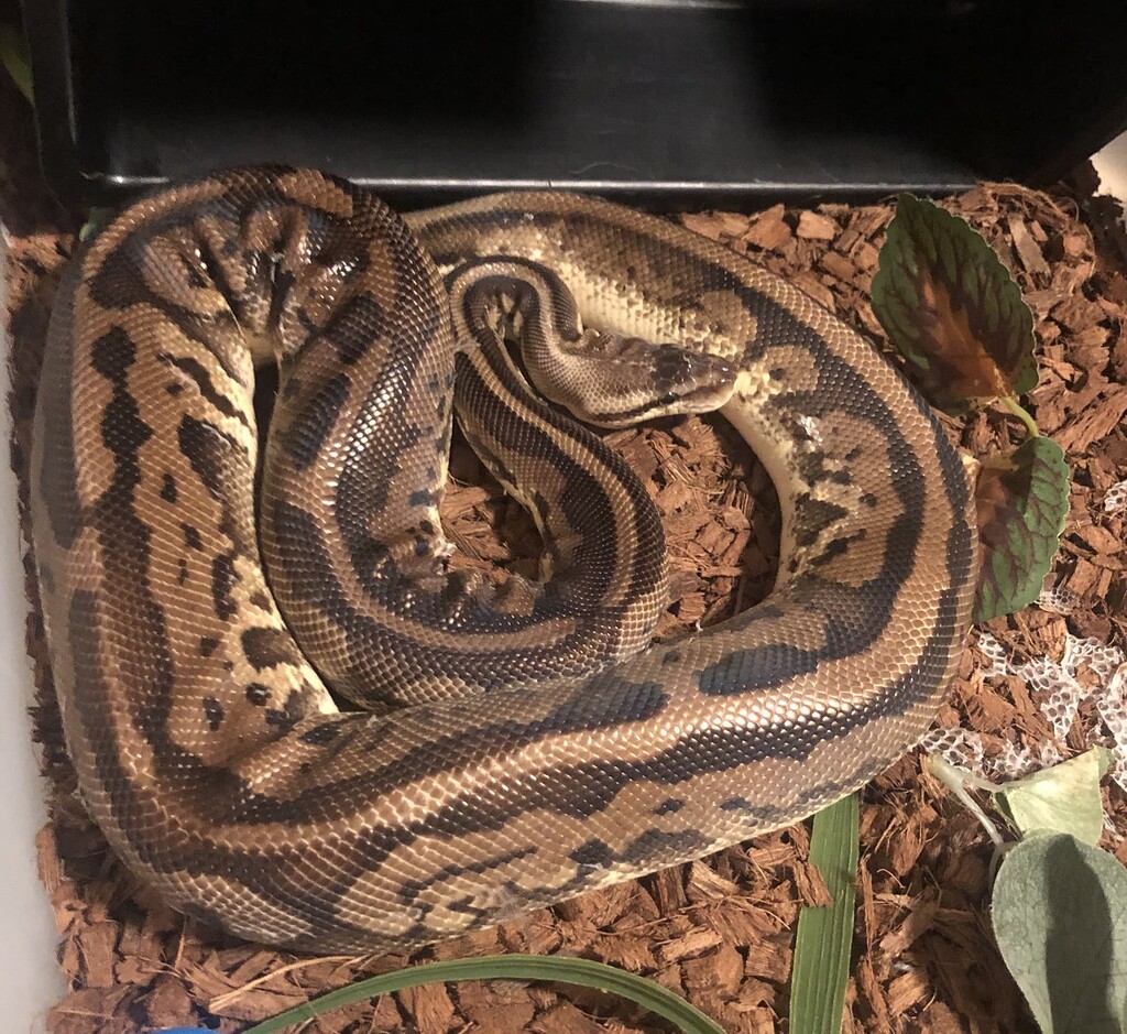 Potential Illnesses? - Ball Pythons - MorphMarket Reptile Community
