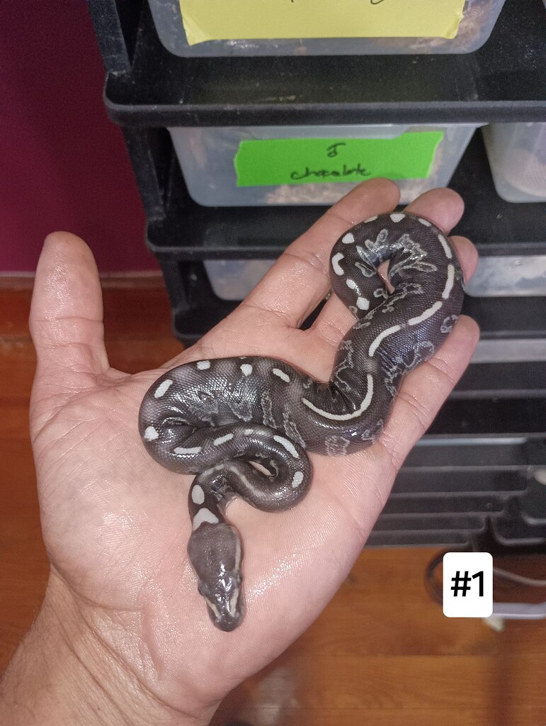 New Black Labrynth combos - Ball Pythons - MorphMarket Reptile Community