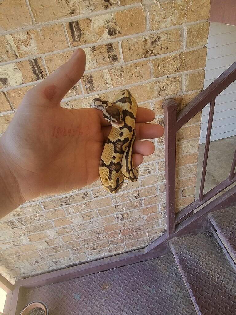 Plz help was told shes superfly firefly pairing can some one confirm ...