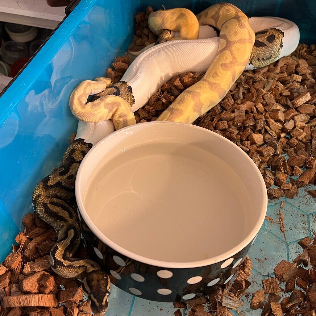 Still locking 🥰 - Ball Pythons - MorphMarket Reptile Community