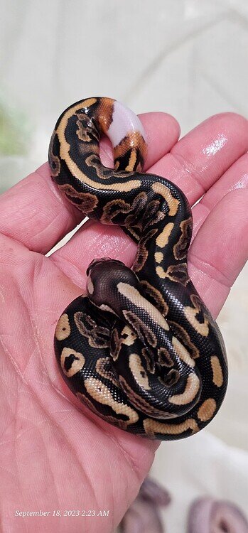 Shocked to have hatched truly purple snakes! - Ball Pythons ...
