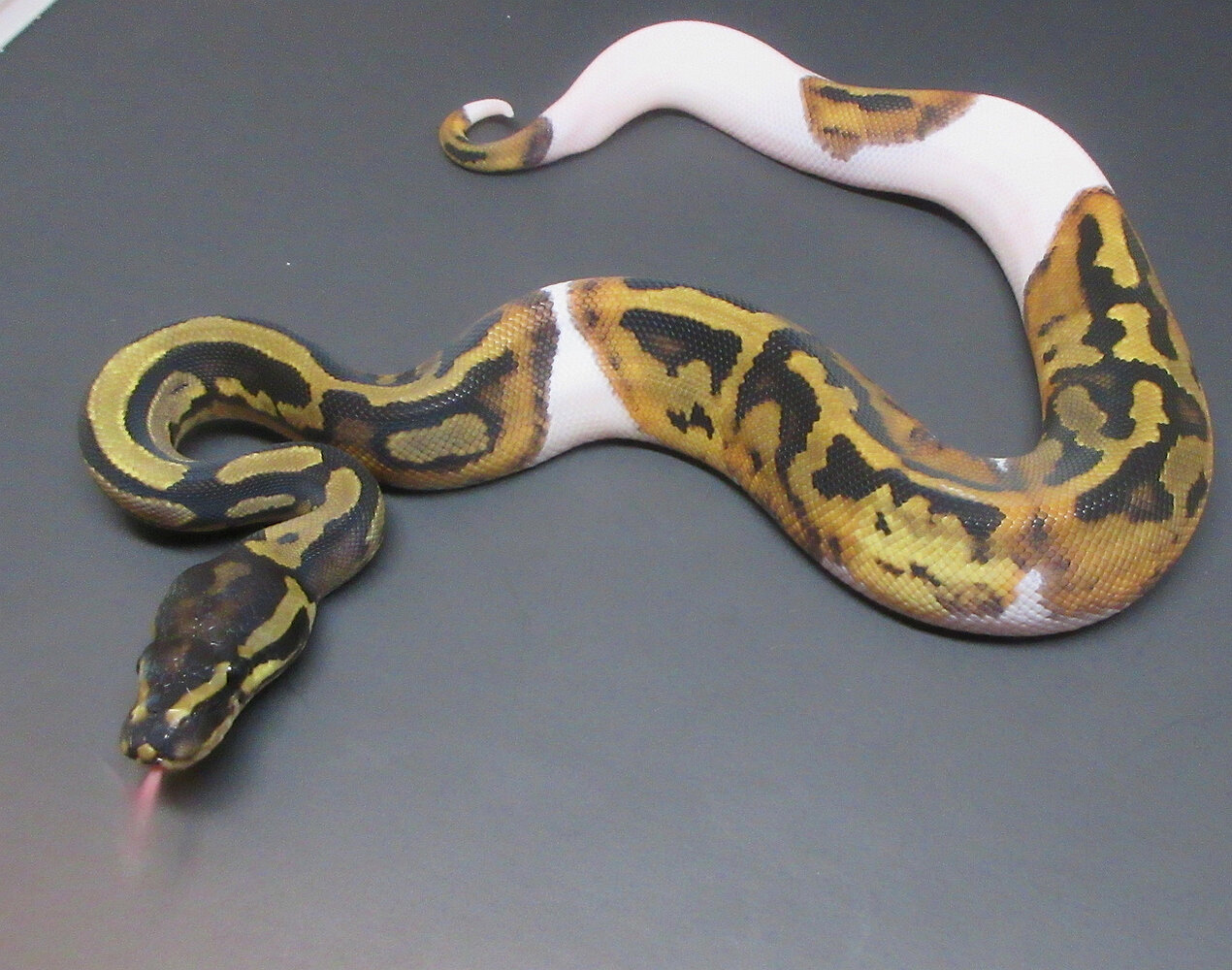 Help Identify Hatchlings - Ball Pythons - MorphMarket Reptile Community