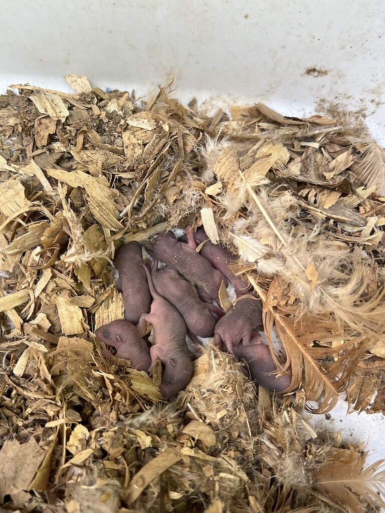 Mice or rats? - Feeders - MorphMarket Reptile Community
