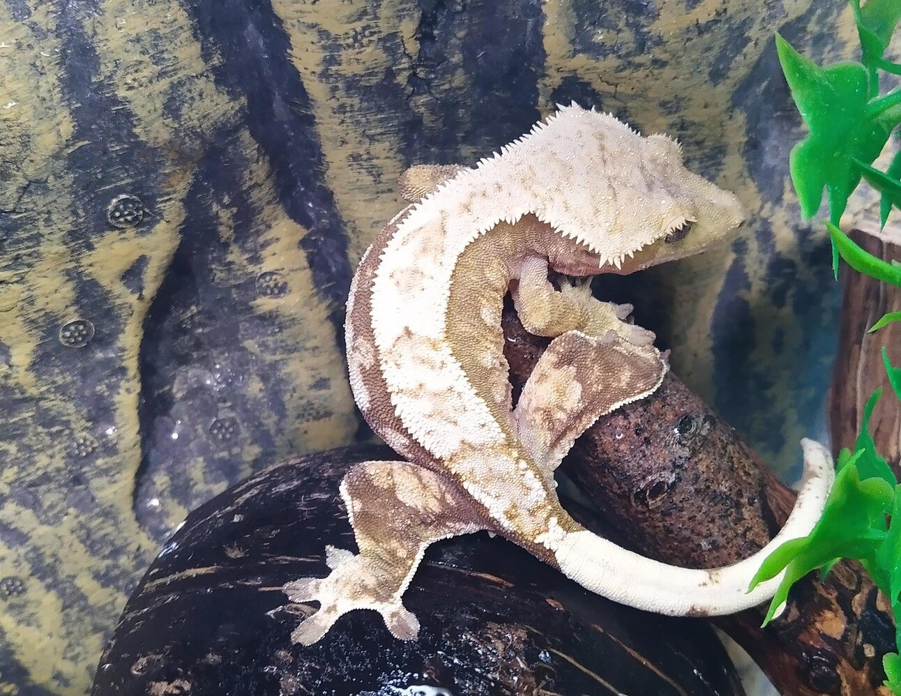Crested Gecko Morph / Trait Guide - Crested Geckos - MorphMarket ...