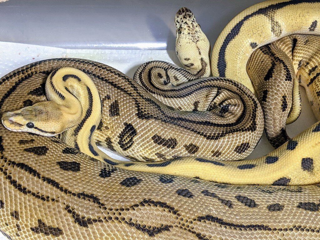 First lock of the upcoming season - Ball Pythons - MorphMarket Reptile ...