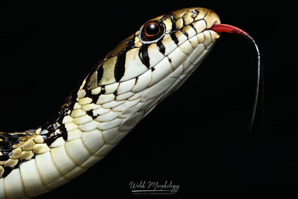 Cheeky Checkered Garter snake - Other Colubrids - MorphMarket Reptile ...