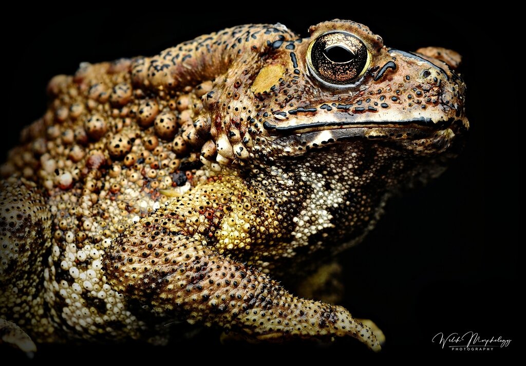 Black spiny Toad - Other Amphibians - MorphMarket Reptile Community
