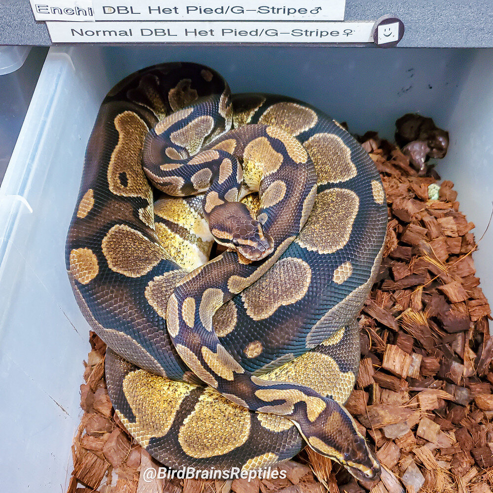 Genetic Stripe X Piebald issues? - Ball Pythons - MorphMarket Reptile ...