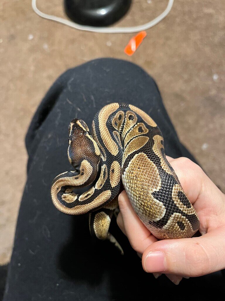 Help me ID my new girl! - Ball Pythons - MorphMarket Reptile Community