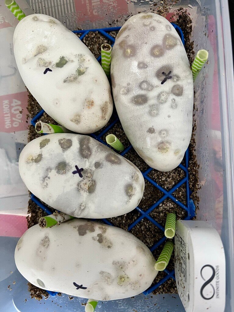 Are these eggs lost? - Ball Pythons - MorphMarket Reptile Community