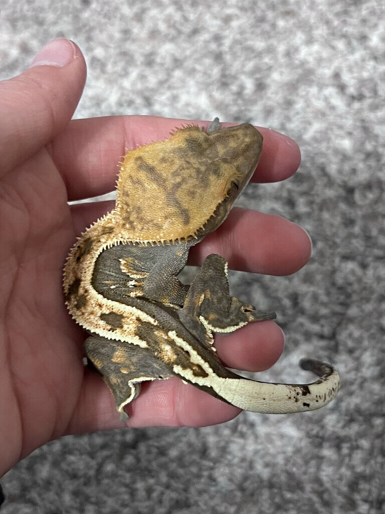 Crested Morph Identification // Help Needed - Crested Geckos ...
