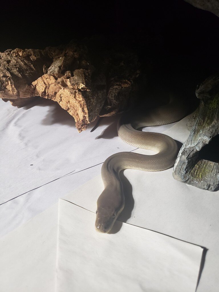 Olive pythons - Other Pythons - MorphMarket Reptile Community