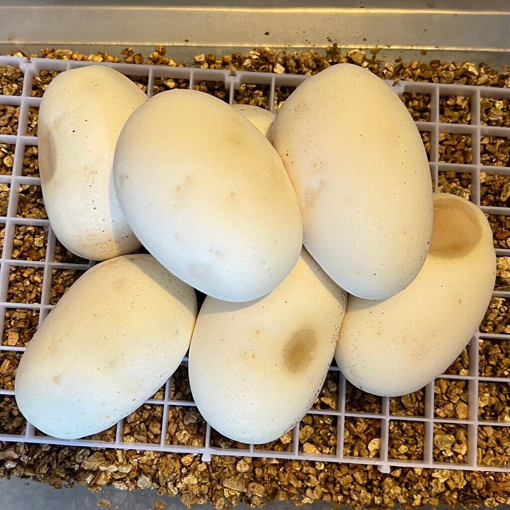 Another step closer to making more Het Tornado’s - Ball Pythons ...