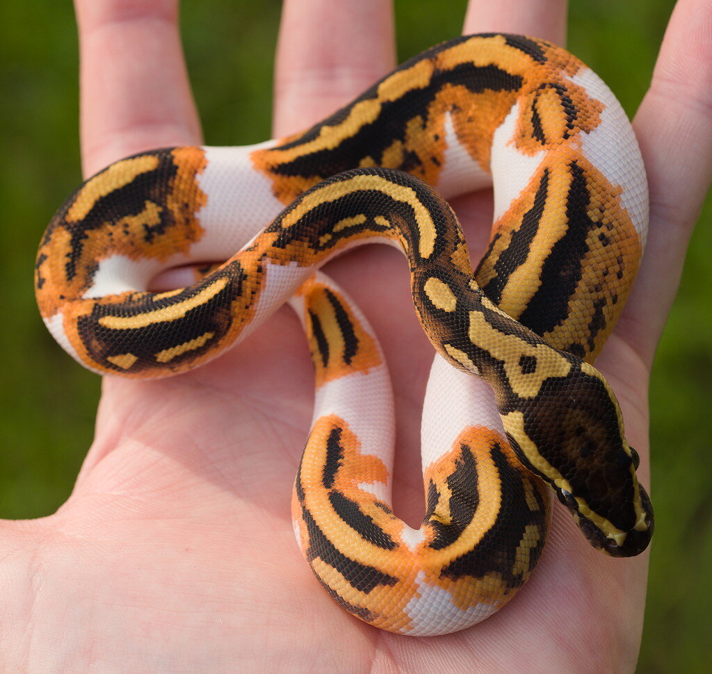 Pastel? YB Pied (Het Lav) Outside Photos - Ball Pythons - MorphMarket ...