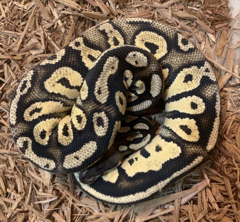 Blackhead ball pythons - Ball Pythons - MorphMarket Reptile Community