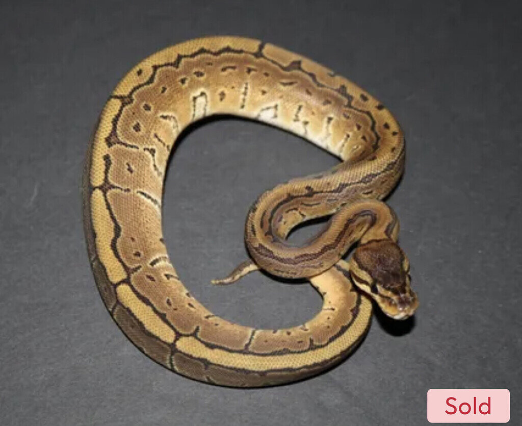 New owner, help needed - Ball Pythons - MorphMarket Reptile Community