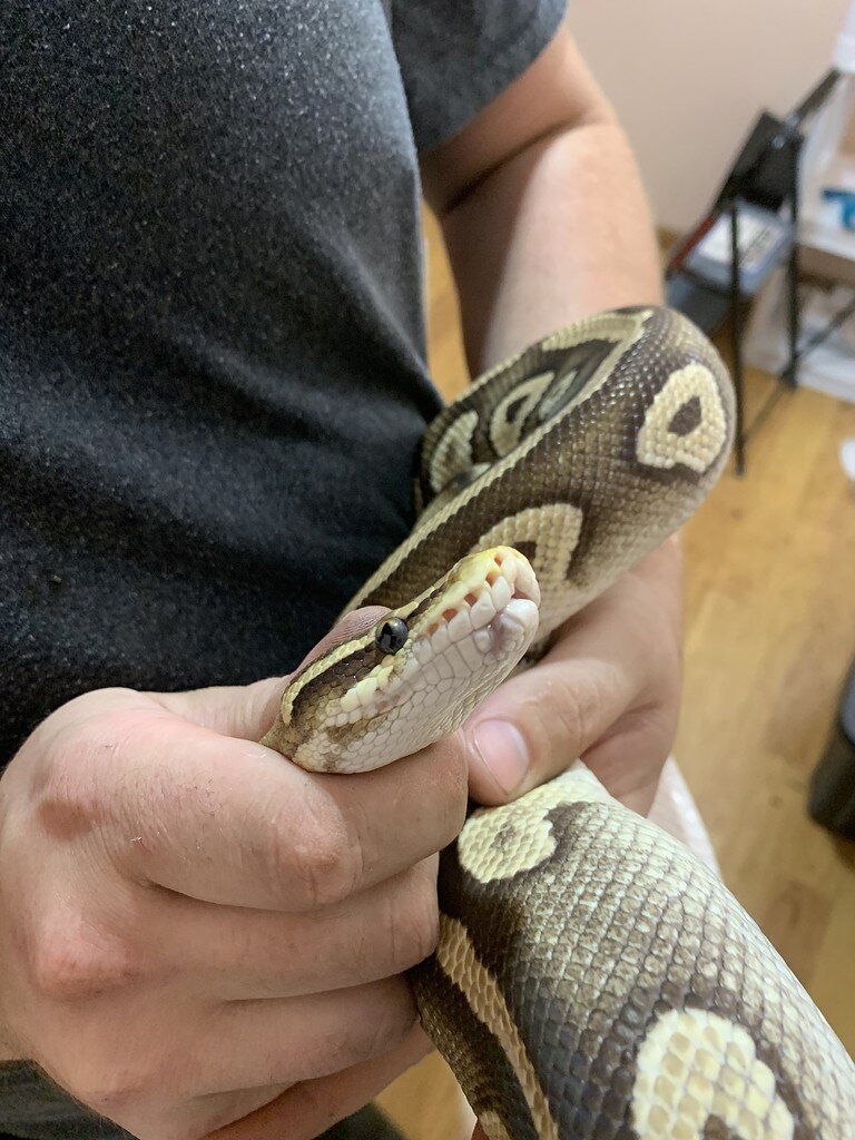 Sore on pastave’s lip - Ball Pythons - MorphMarket Reptile Community