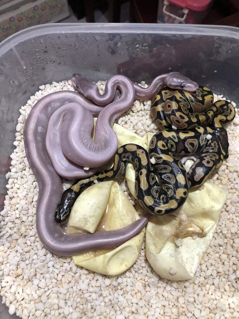 Mocha x Phantom - Ball Pythons - MorphMarket Reptile Community