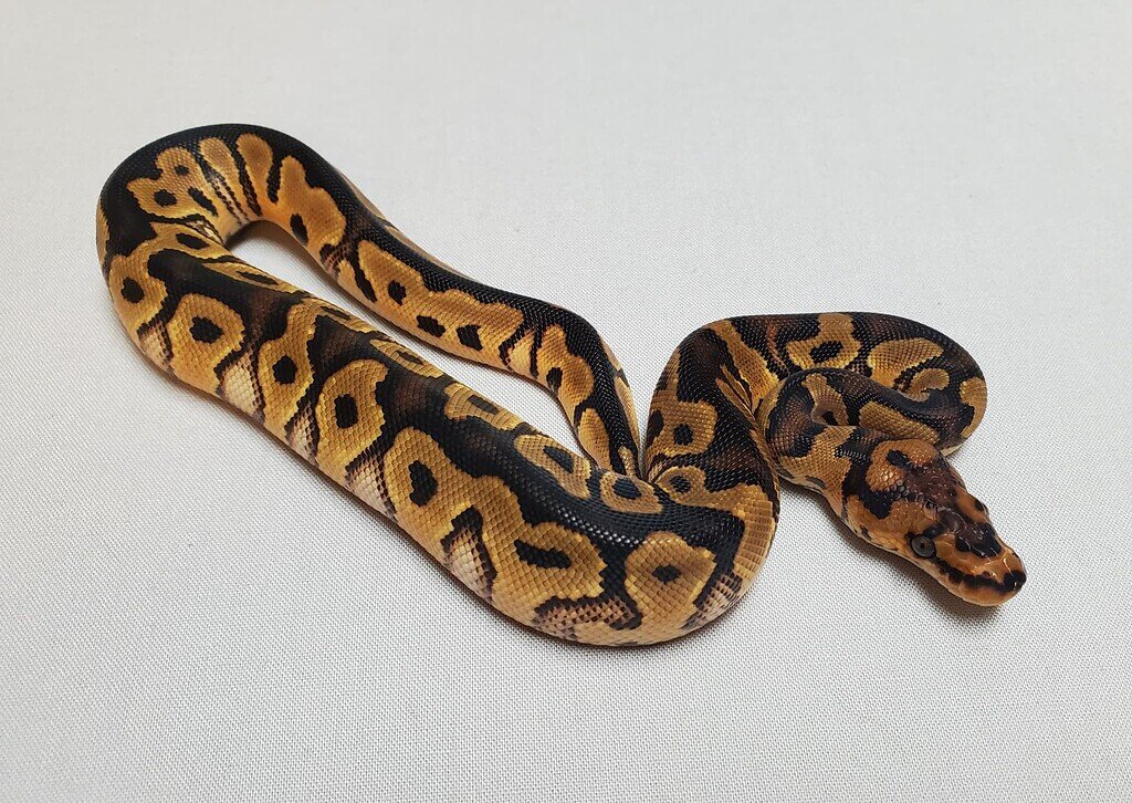 Identification Help, Red Stripe experts unite! - Ball Pythons ...