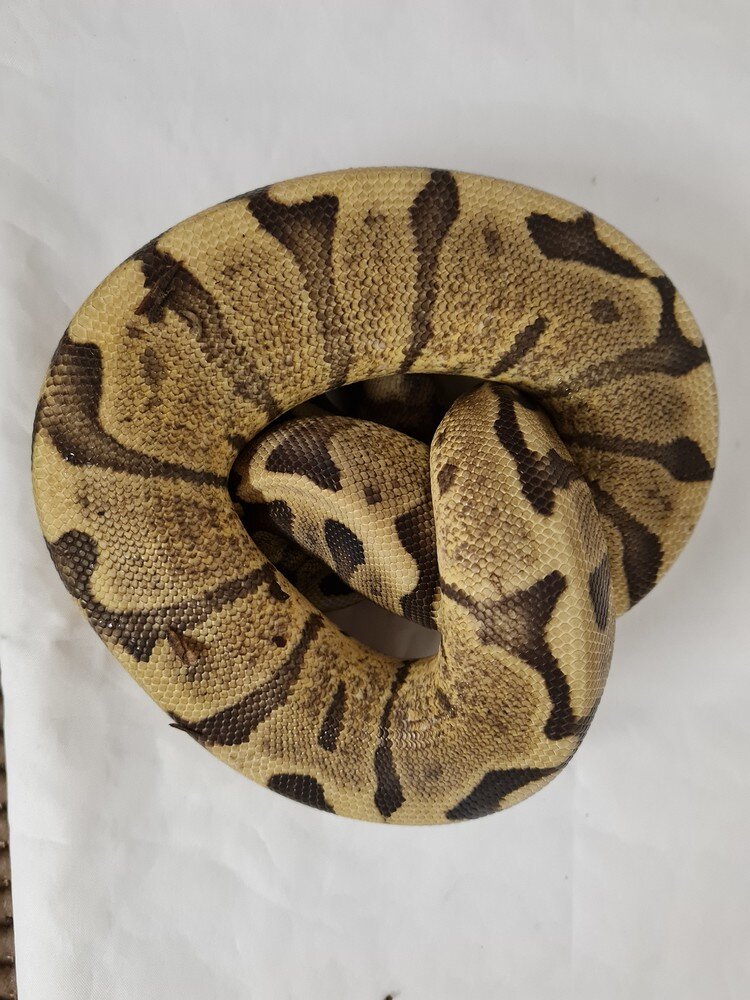 Chocolate Morph & Projects! - Ball Pythons - MorphMarket Reptile Community