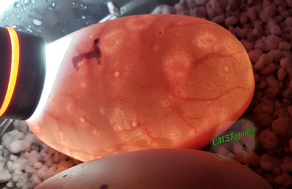 Day 44 BP Incubation! - Ball Pythons - MorphMarket Reptile Community